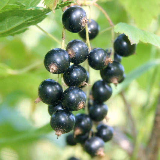 Blackcurrant Bud (Cassis): The Sharp, Green Fruit Note - Fernweh
