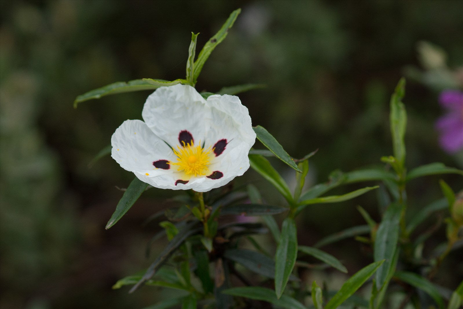 Cistus vs. Labdanum: What's the Difference in Perfumes? - Fernweh