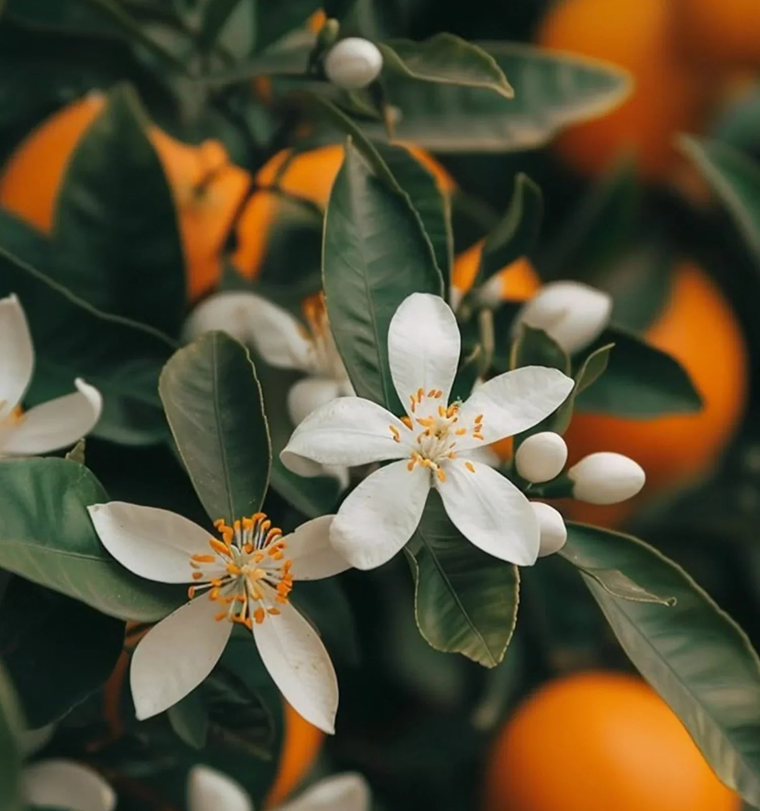 The Magic of Neroli: Orange Blossom in PerfumesLearn more about the ...
