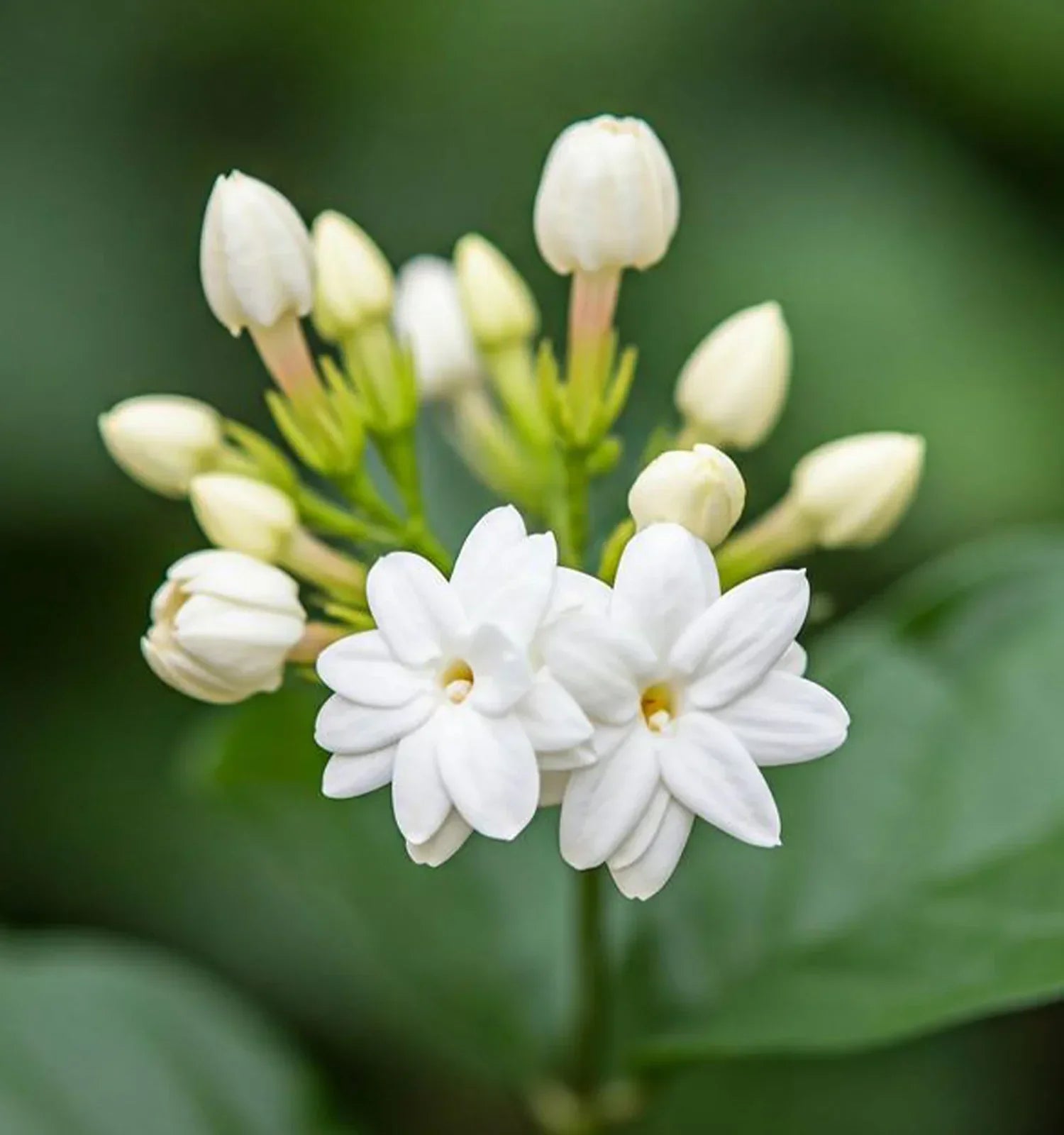 Why is Jasmine Called the King of Flowers? - Fernweh